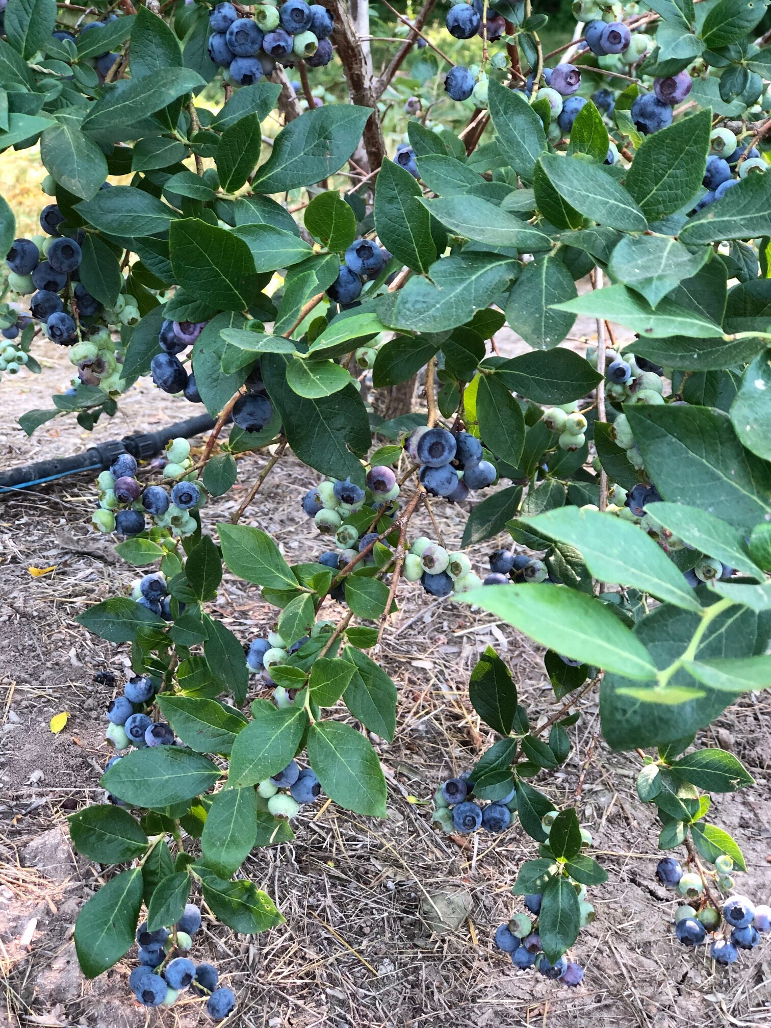 2021 Season Has Officially Started The Berry Patch